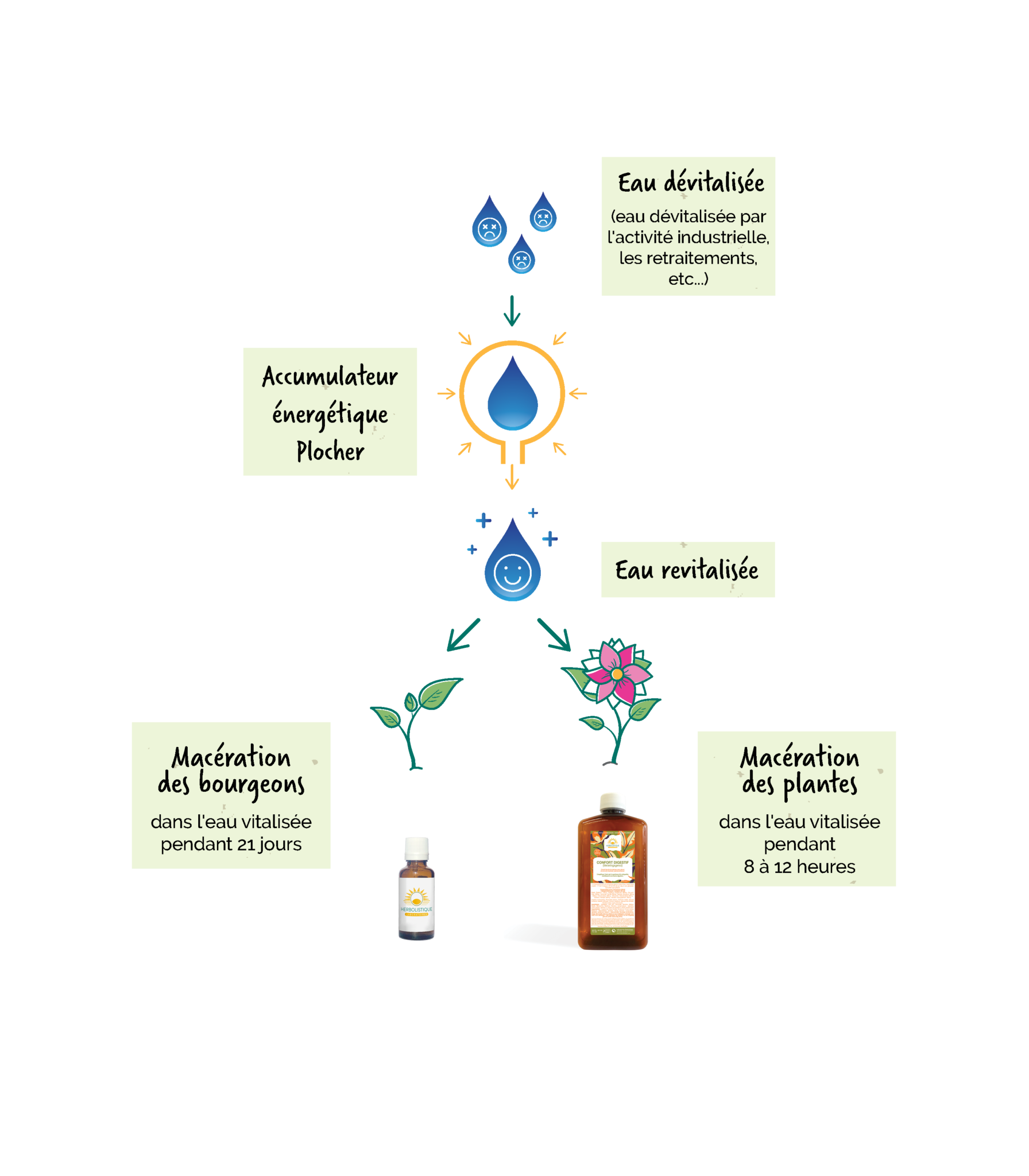 Gemmotherapie - Laboratoires Herbolistique